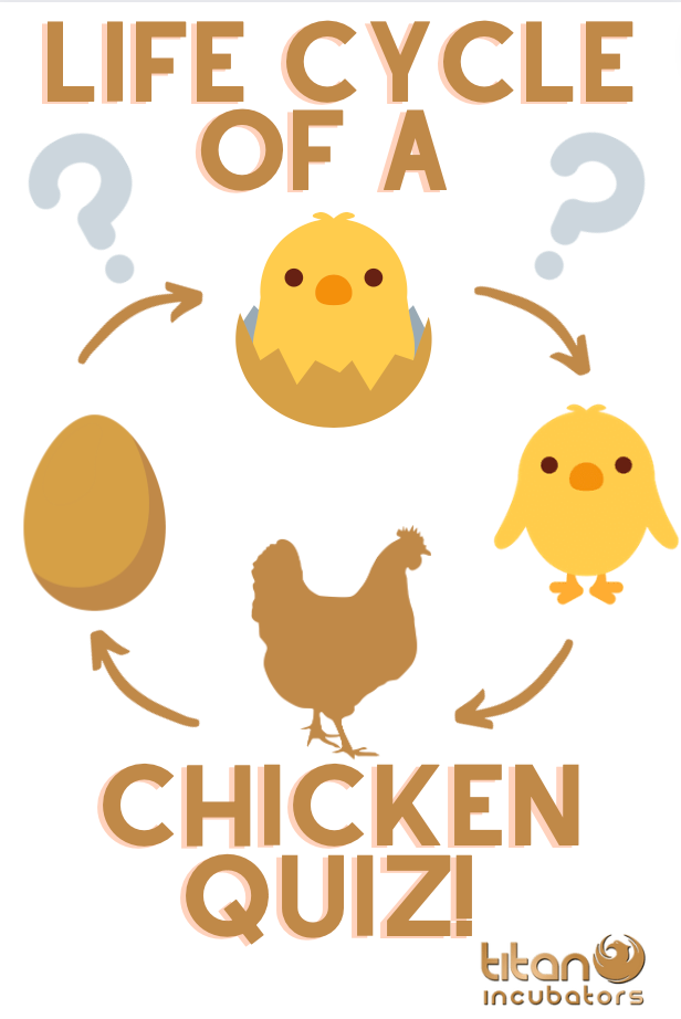 LIFE CYCLE OF A CHICKEN QUIZ – Titan Incubators