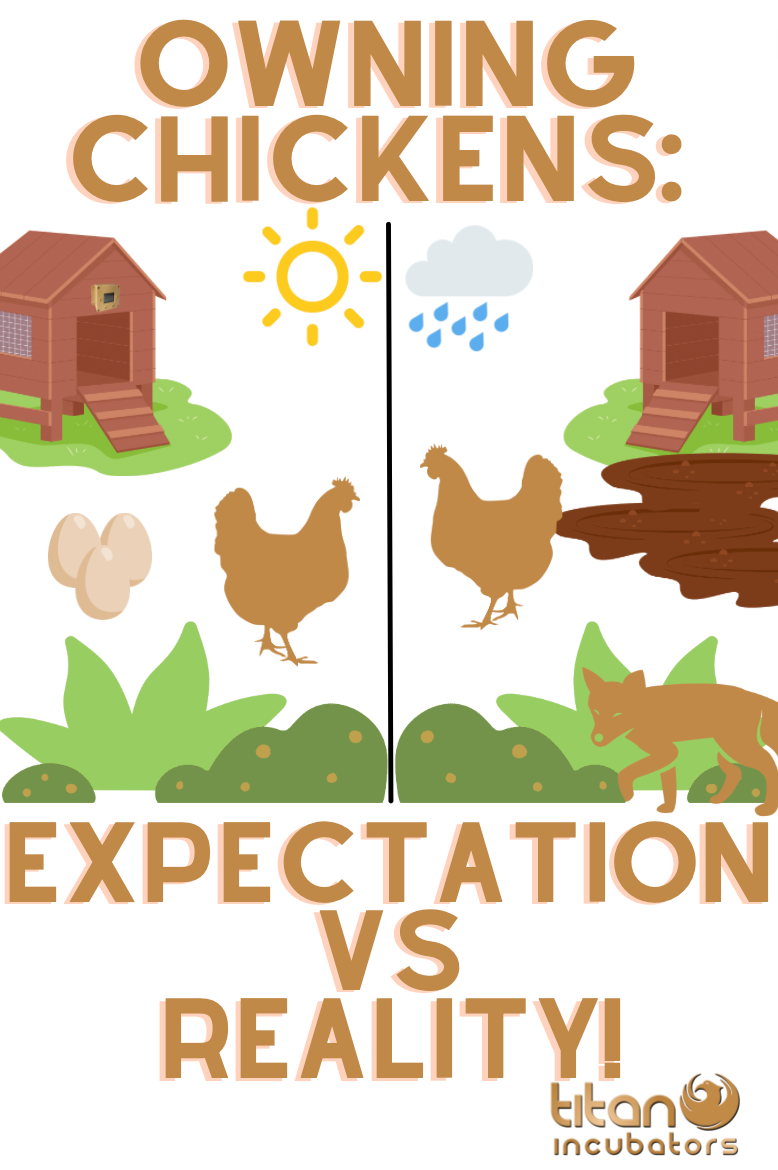 OWNING CHICKENS: EXPECTATIONS VS REALITY – Titan Incubators