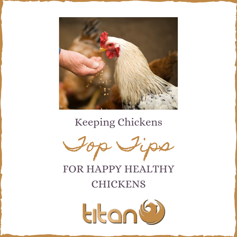 How easy is it to keep Chickens Easy? – Titan Incubators